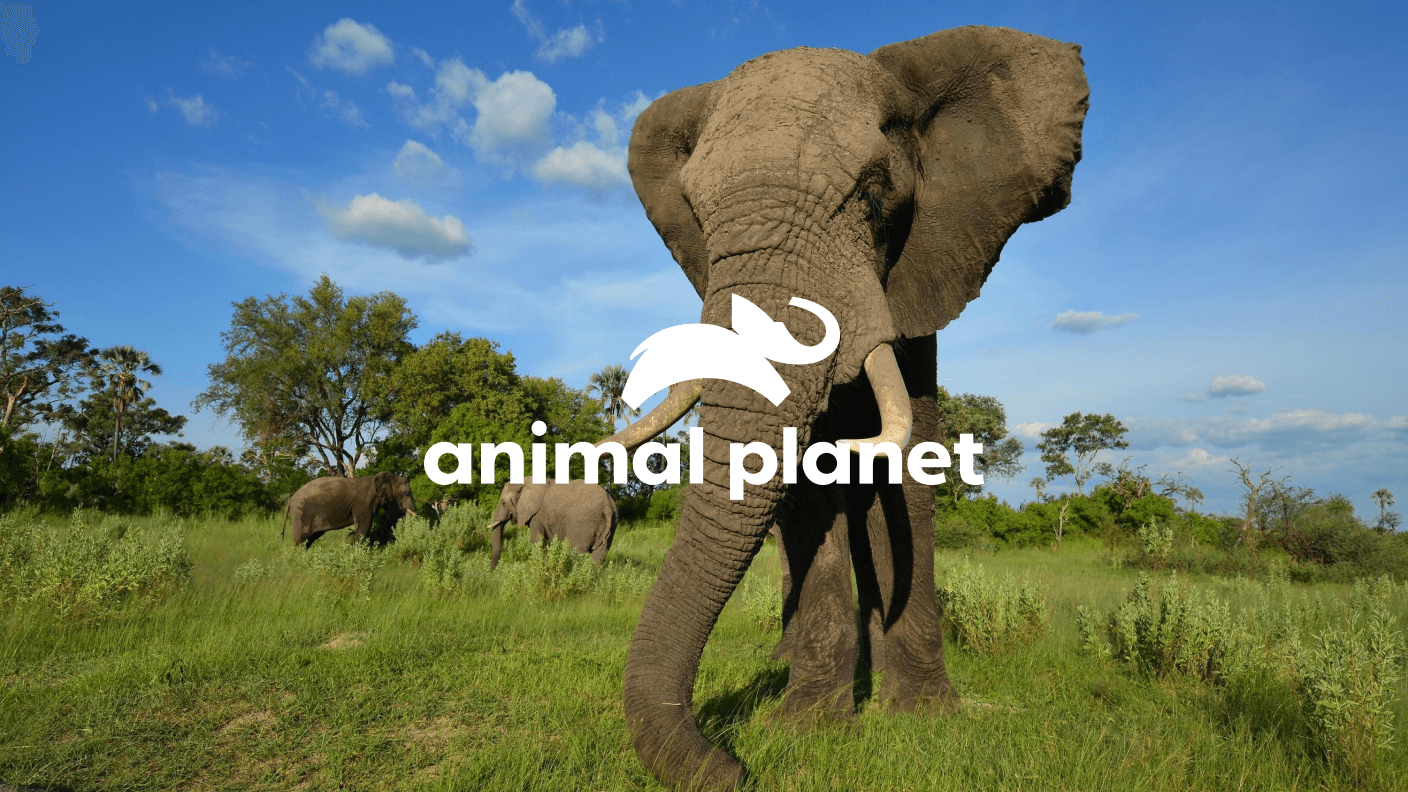 Animal Planet HD vizionează online pe Sweet.tv
