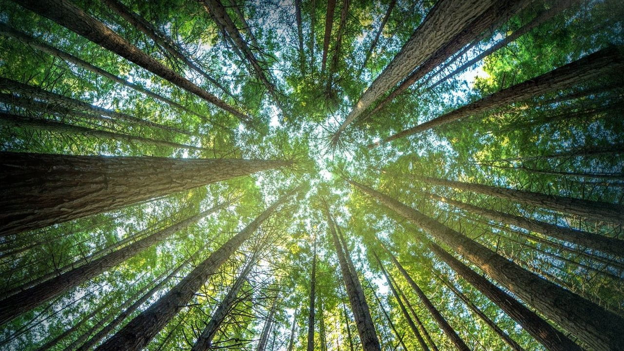 Timber Titans (2024) - дивитися онлайн в хорошій якості на Sweet TV